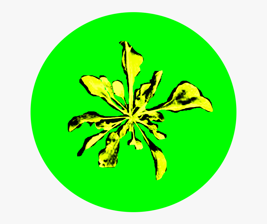 Noxious Weed Alert And Quick Reference - Illustration , Free ...