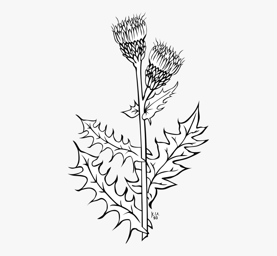 Clip Art Coloring Book Thistle Cirsium - Clipart Thistle Black And ...