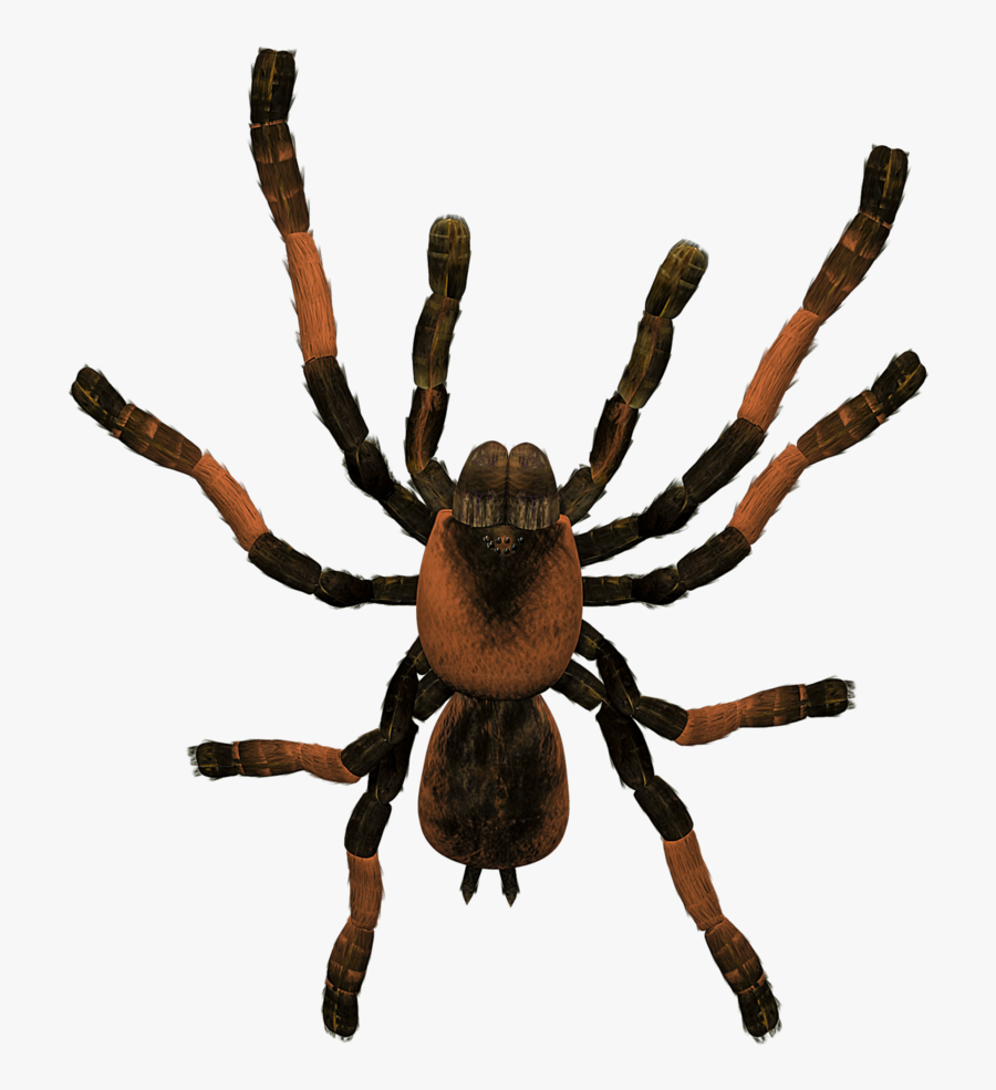 Transparent Tarantula Clipart - Tarantula Png , Free Transparent ...