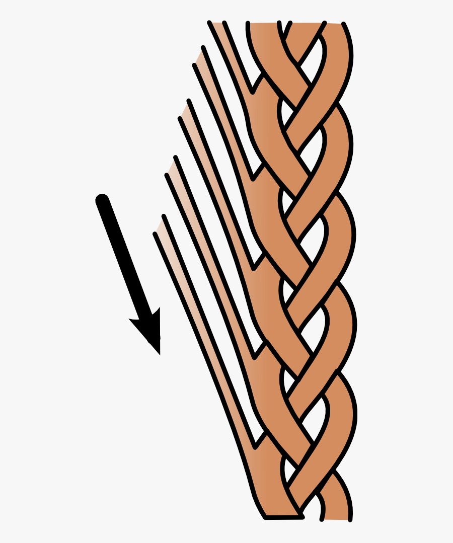 Lace Braid Graphic , Free Transparent Clipart - ClipartKey