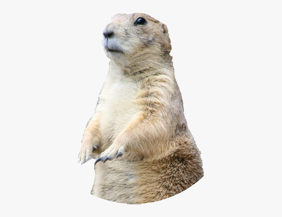 Gopher , Free Transparent Clipart - ClipartKey