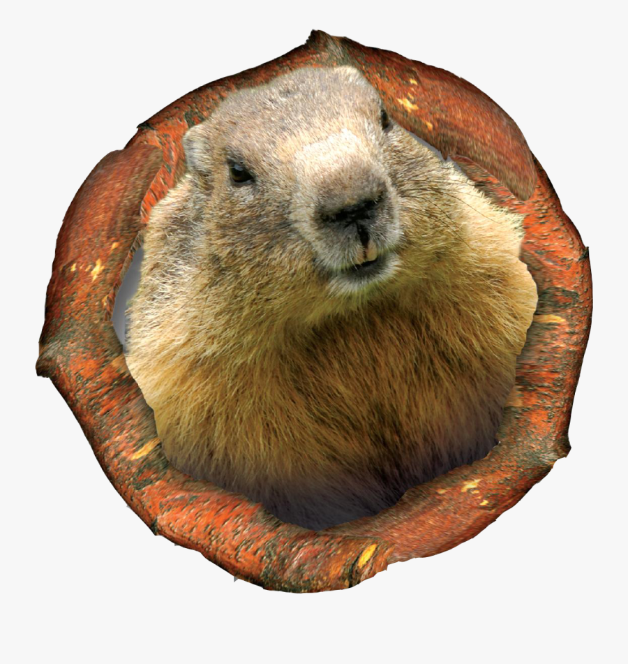 Marmotte , Free Transparent Clipart - ClipartKey