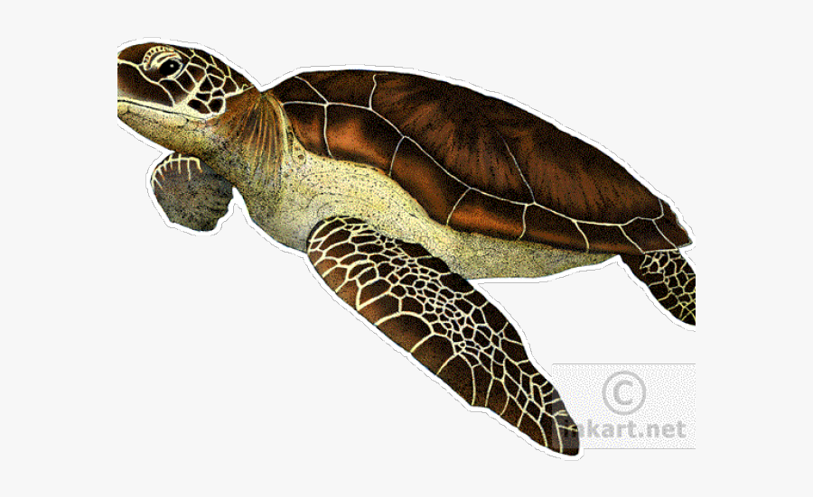 Green Sea Turtle No Background , Free Transparent Clipart - ClipartKey