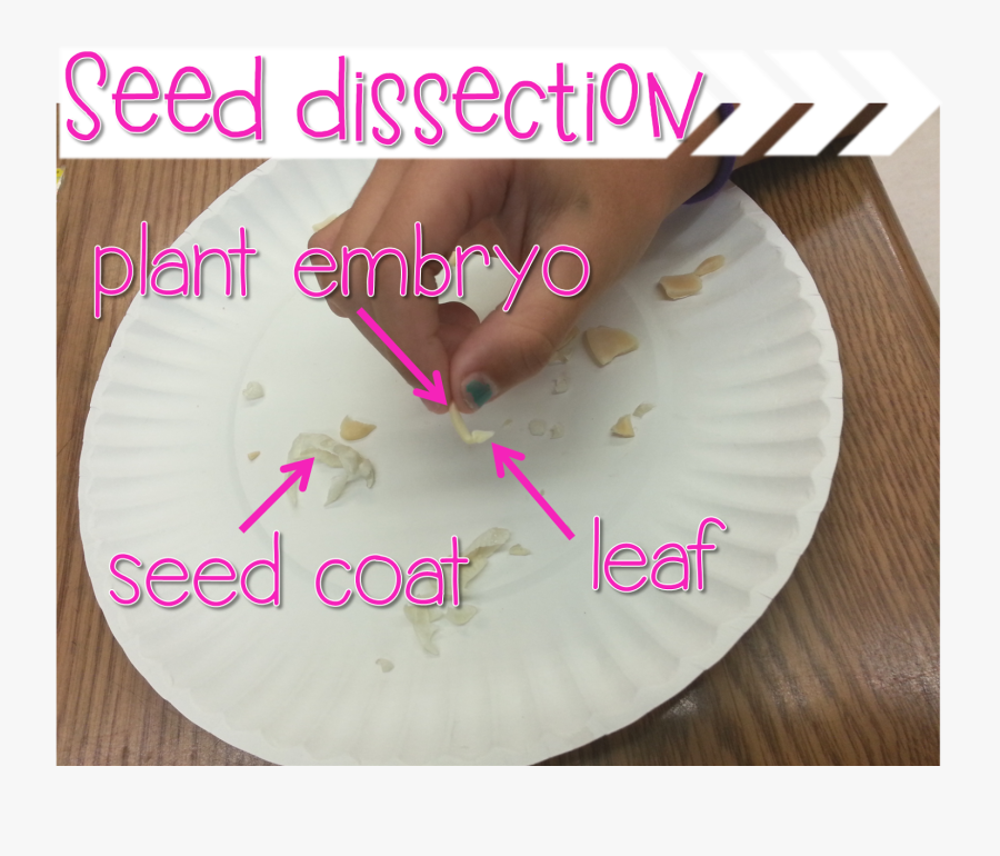 Seedling Clipart Lima Bean Plant - Dissected Lima Bean Seed , Free ...