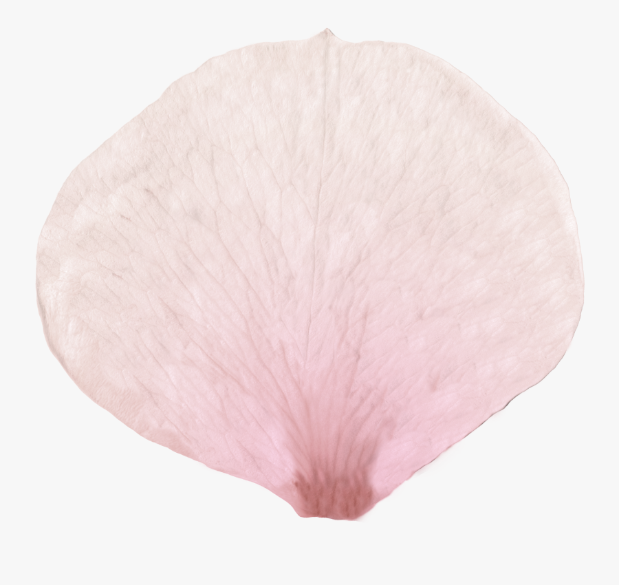 Veneroida , Free Transparent Clipart - ClipartKey