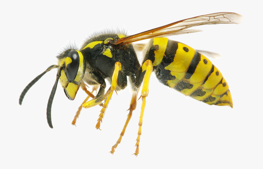 Clip Art Picture Of A Wasp , Free Transparent Clipart - ClipartKey