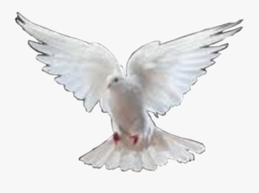 Kabutar Clipart , Free Transparent Clipart - ClipartKey