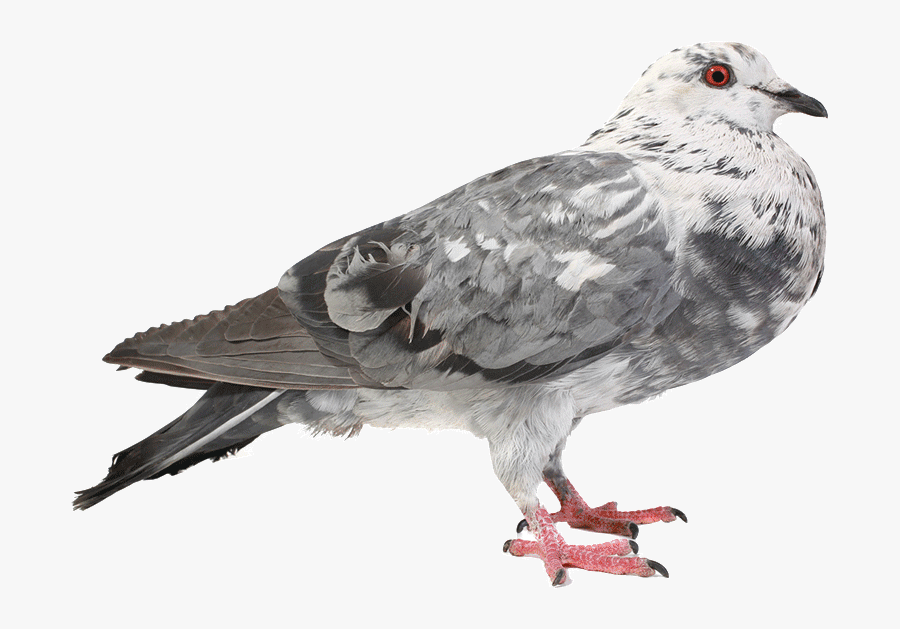 Kabutar Clipart , Free Transparent Clipart - ClipartKey