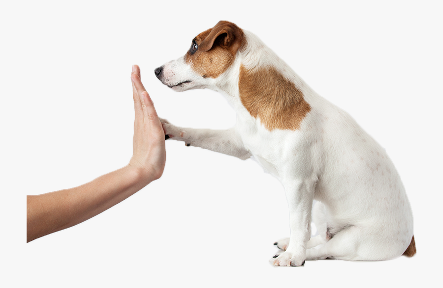 Image - Rewarding A Dog , Free Transparent Clipart - ClipartKey