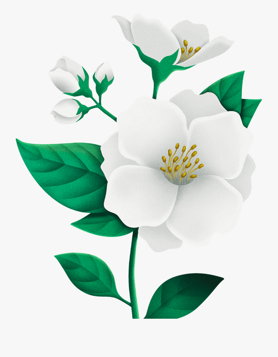 Camellia Sinensis Ochaski Clipart , Png Download - Moisturizer , Free ...