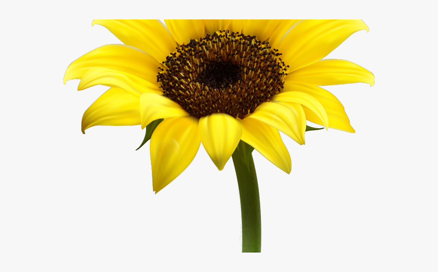 Sunflower Tyler The Creator , Free Transparent Clipart - ClipartKey