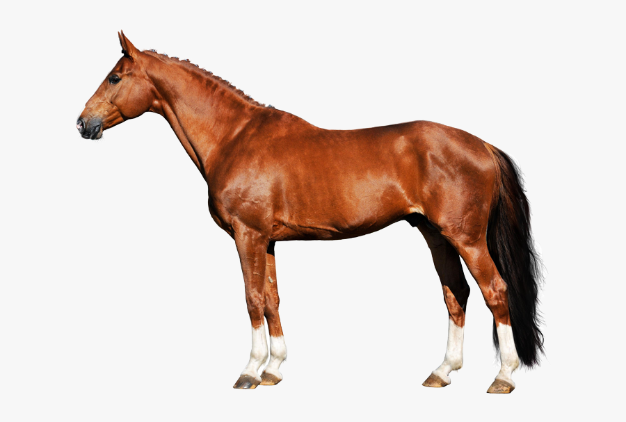 Transparent Horse Hoof Png - Teofilo Galileo , Free Transparent Clipart ...