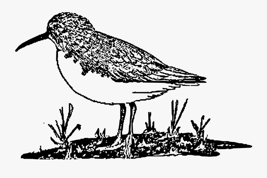 Dunlin - Sandpiper , Free Transparent Clipart - ClipartKey
