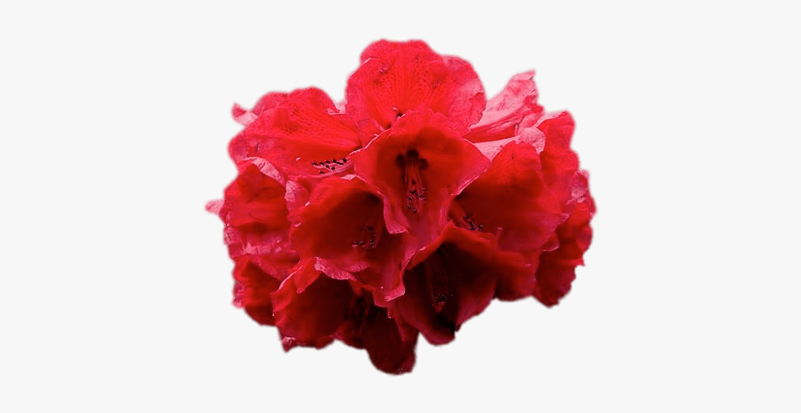 Laliguras Full , Free Transparent Clipart - ClipartKey