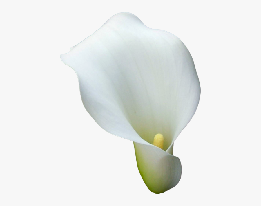 Lily Transparent Calla - Transparent Calla Lily , Free Transparent ...