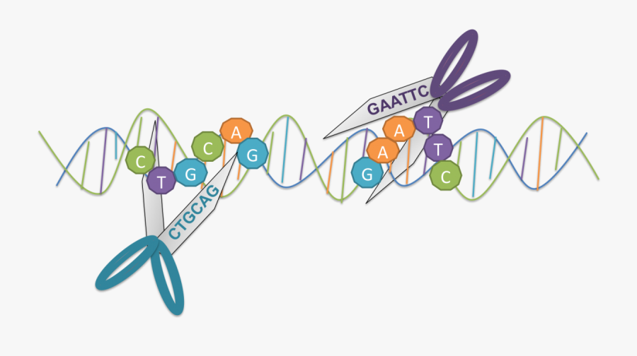 Bacteria Invented We Made - Restriction Enzymes Molecular Scissors ...