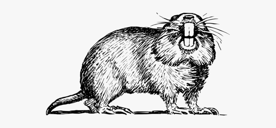 Transparent Gopher Background - Gopher Clip Art , Free Transparent ...