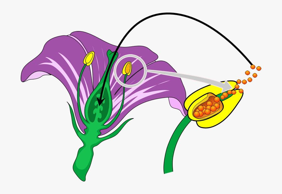 Picture1 - Pollination Png , Free Transparent Clipart - ClipartKey