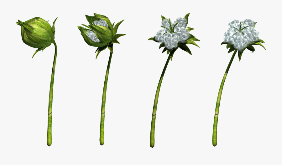 Transparent Plant Stem Png - Plants , Free Transparent Clipart - ClipartKey