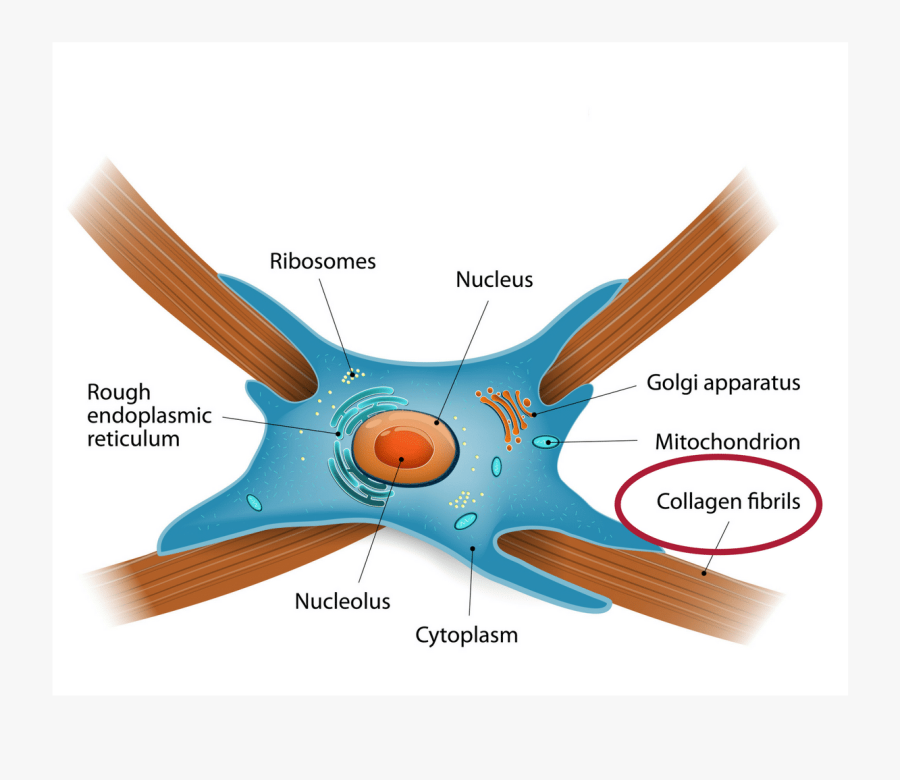 Fibroblast Cells , Free Transparent Clipart - ClipartKey