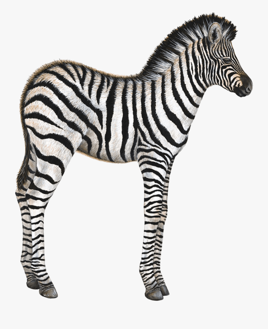 Zebra Baby Wall Sticker - Baby Zebra Png , Free Transparent Clipart ...