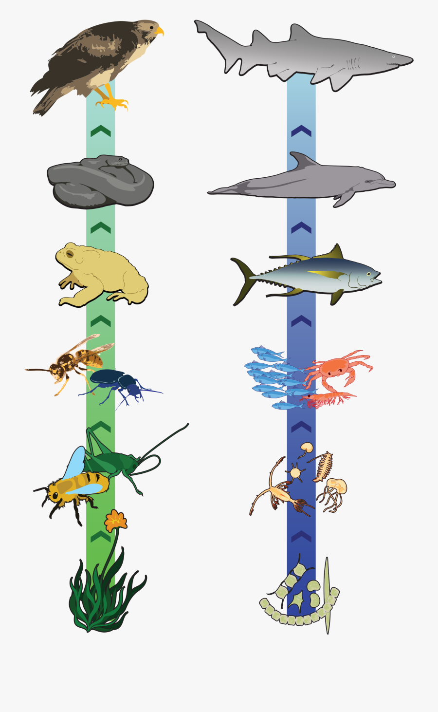 Tertiary Consumer Example , Free Transparent Clipart - ClipartKey