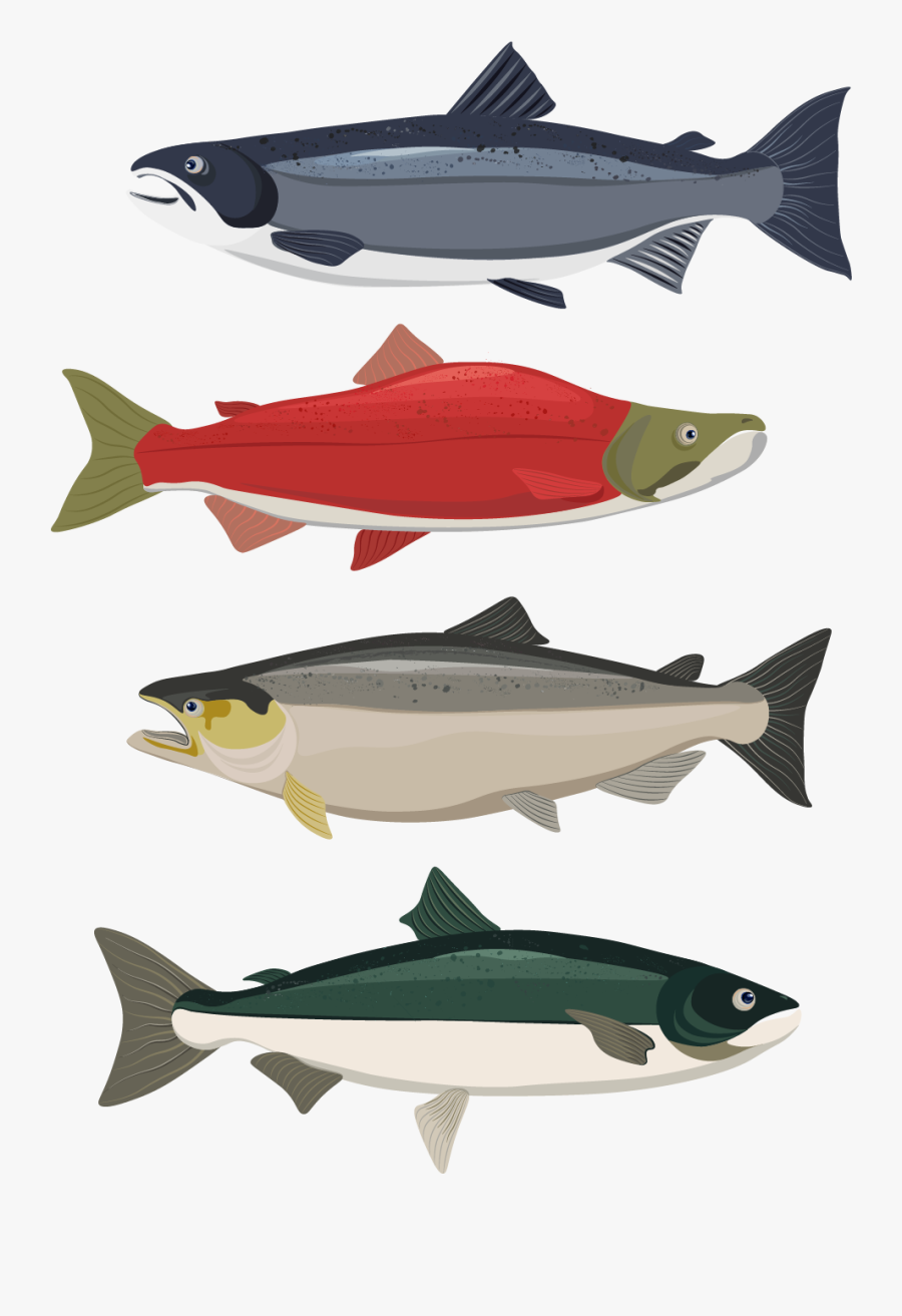 Bonito , Free Transparent Clipart - ClipartKey