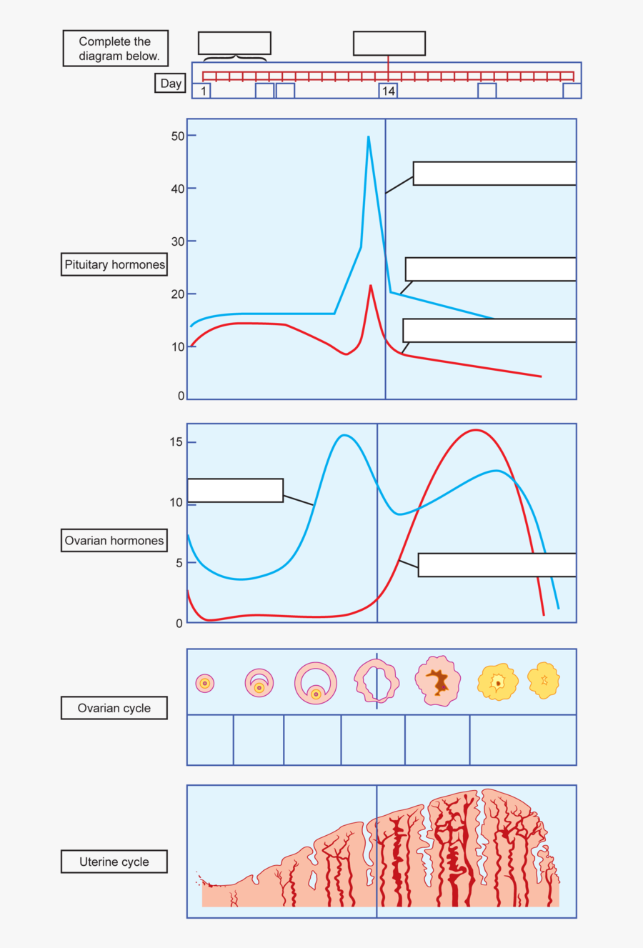 Clip Art Menstrual Cycle Diagrams - Menstrual Cycle Hormones Blank ...