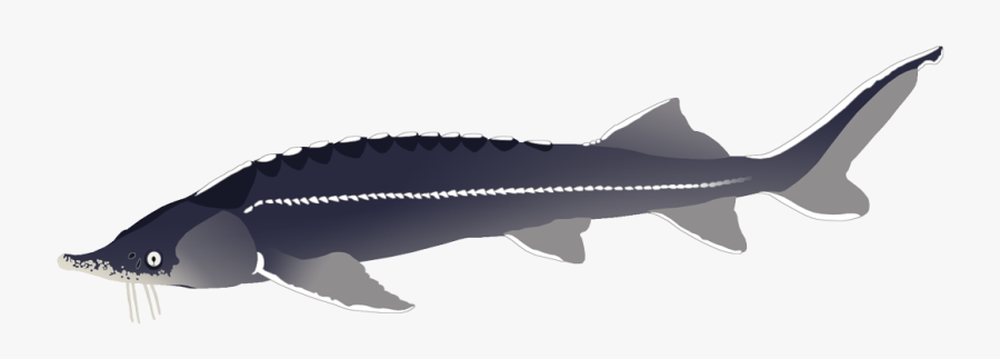 Sterlet - Pacific Sturgeon , Free Transparent Clipart - ClipartKey