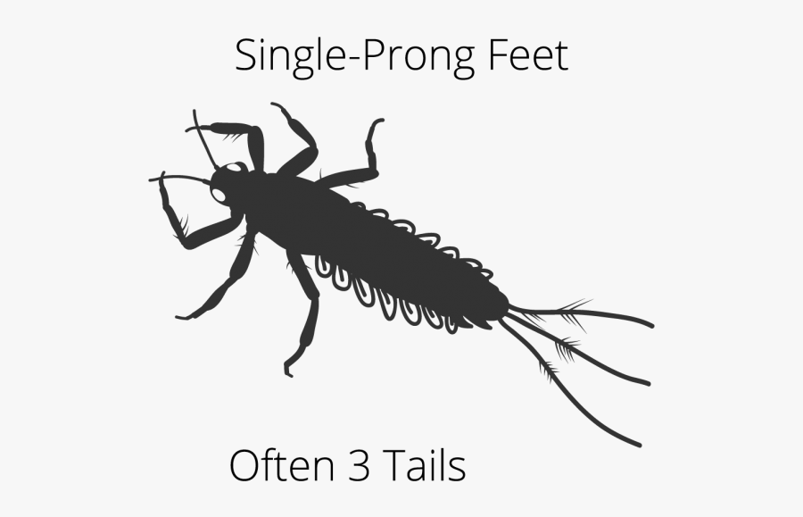 Mayfly Nymph Identification Diagram - Mayfly Nymph Silhouette , Free ...