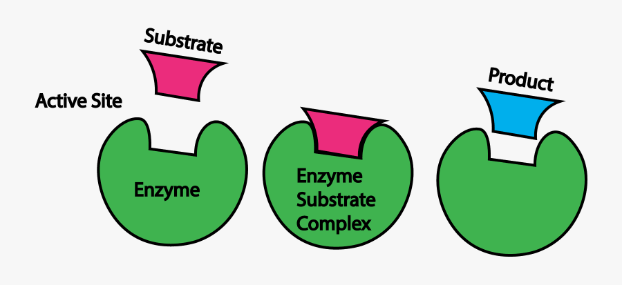Enzymes - Enzymes Transparent , Free Transparent Clipart - ClipartKey