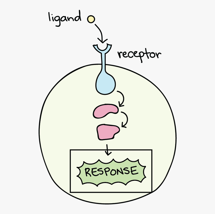 Receptor Biology , Free Transparent Clipart - ClipartKey