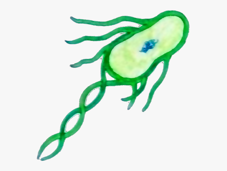 Marimo Cell , Free Transparent Clipart - ClipartKey
