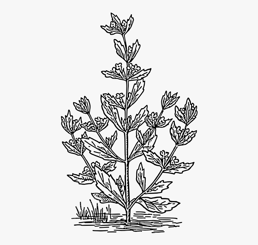 Peppermint Drawing Vector - Mentha Spicata Drawing , Free Transparent ...