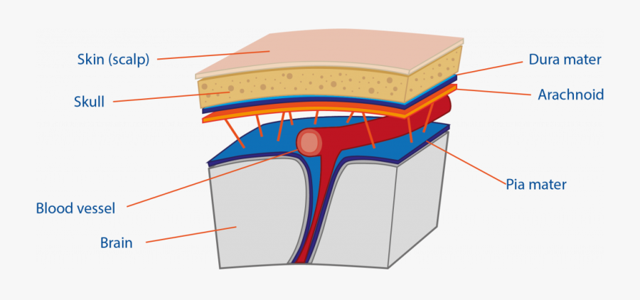 Meninges Diagram Easy , Free Transparent Clipart - ClipartKey