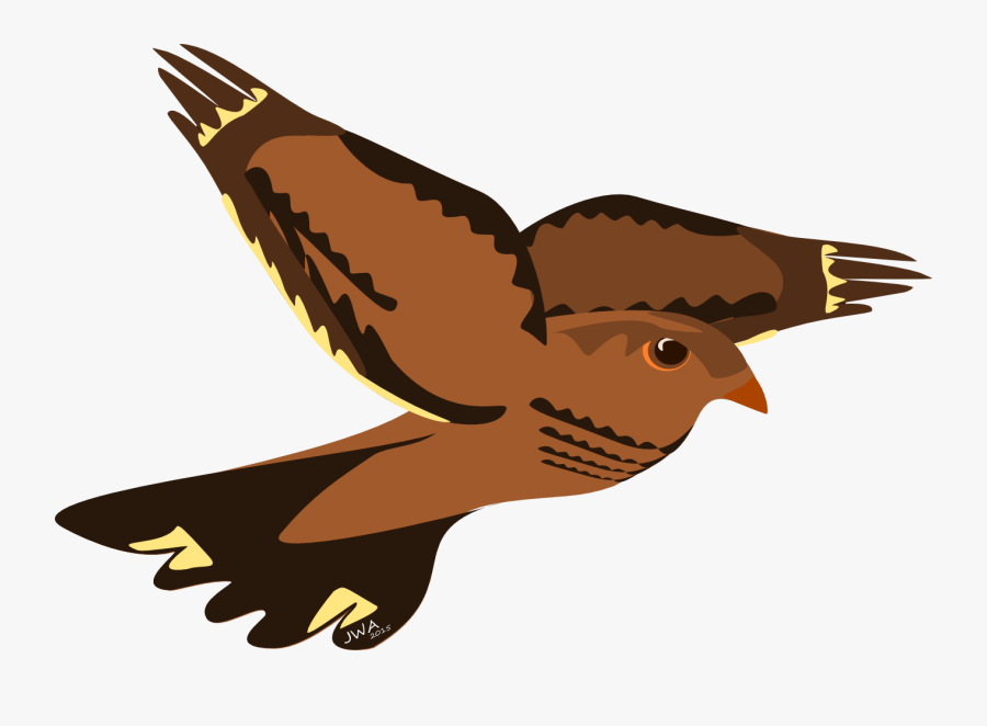 Nightjar Bird Cartoon , Free Transparent Clipart - ClipartKey