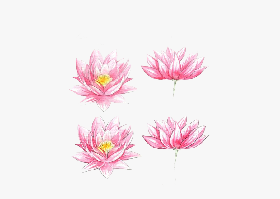 Pink Drawing Lotus Flower , Free Transparent Clipart - ClipartKey