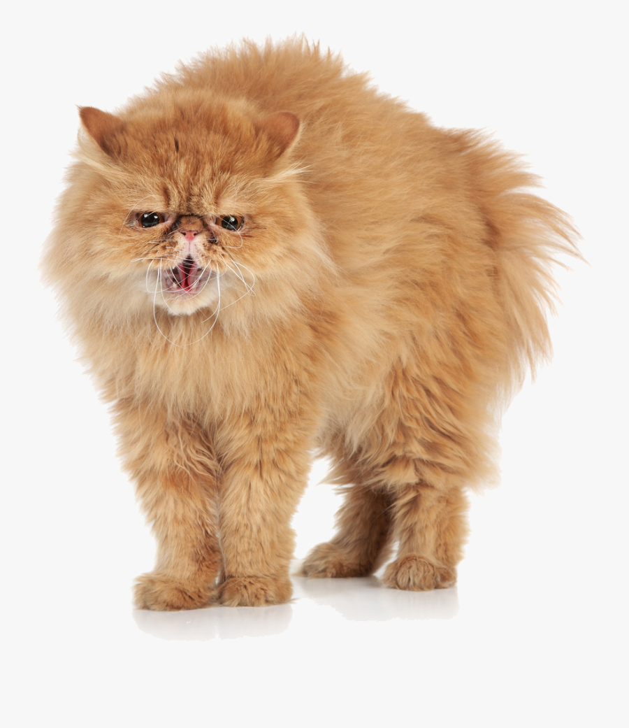 Angry Cat Png - Angry Cat White Background , Free Transparent Clipart ...
