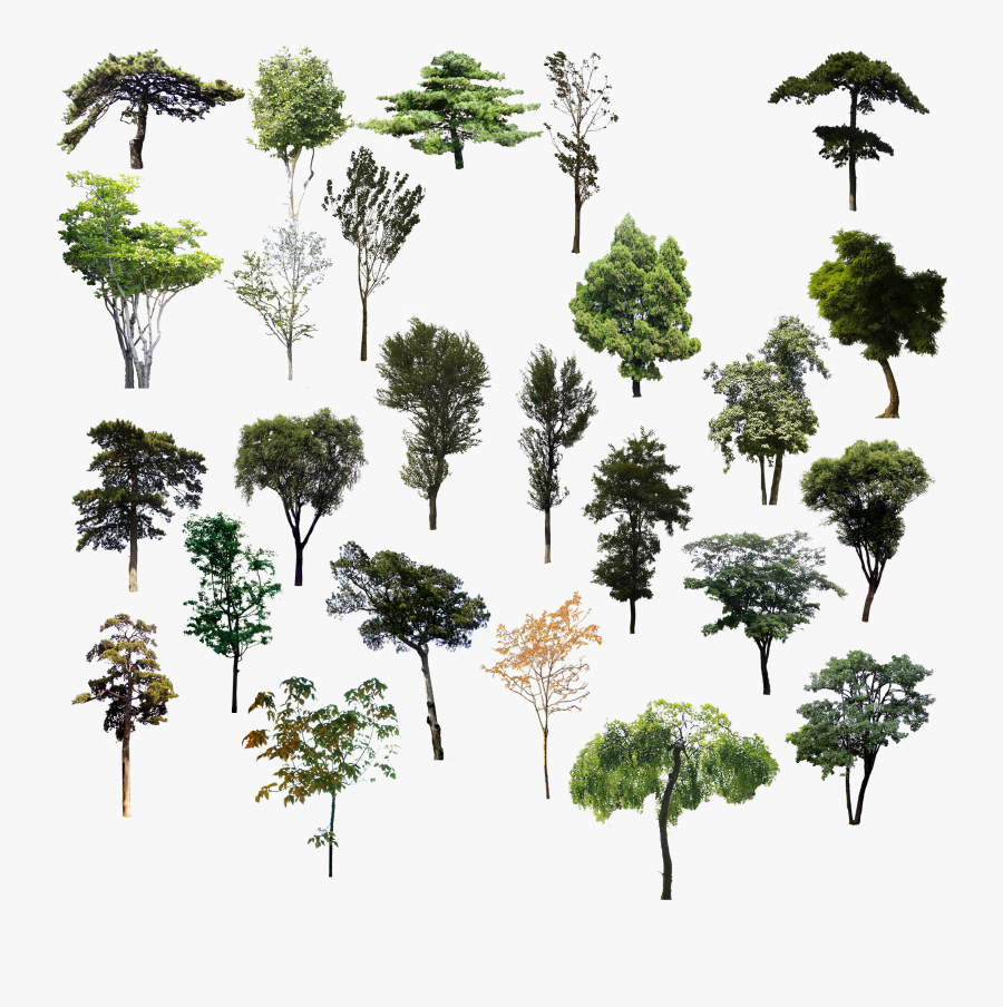 Adobe Material Tree Psd Trees Illustrator Clipart - Tree Psd , Free ...
