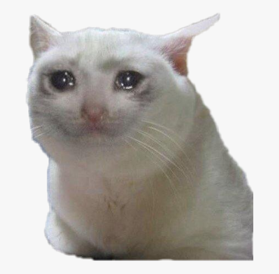  sadcat meme memes sad Cat Crying Cat Meme Gif Free Transparent 