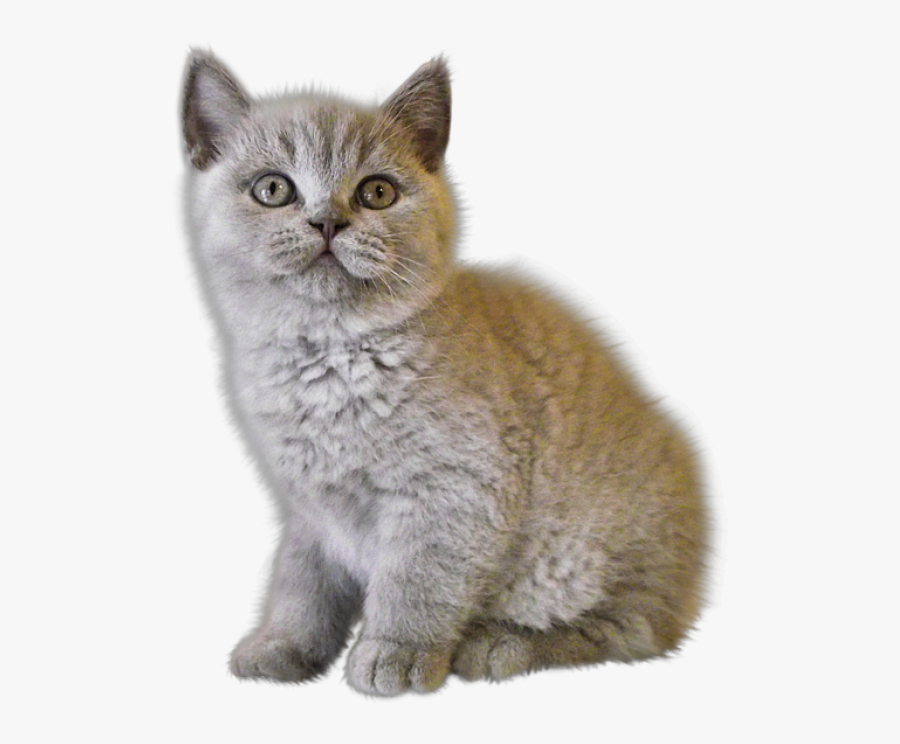 Sad Cat Png , Free Transparent Clipart - ClipartKey