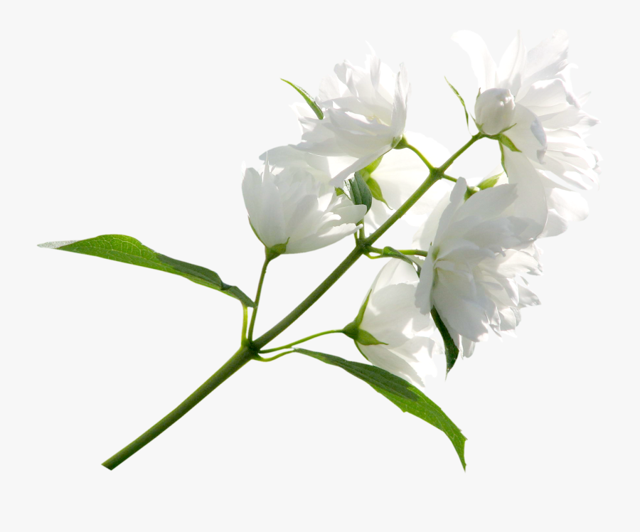 Flower White Clip Art - White Flowers Transparent Background , Free ...