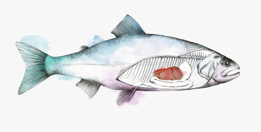 Clip Art Gastric Caecae - Rainbow Trout , Free Transparent Clipart ...