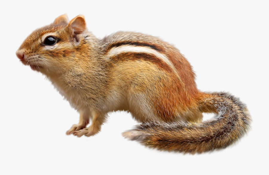 Chipmunk Png , Free Transparent Clipart - ClipartKey