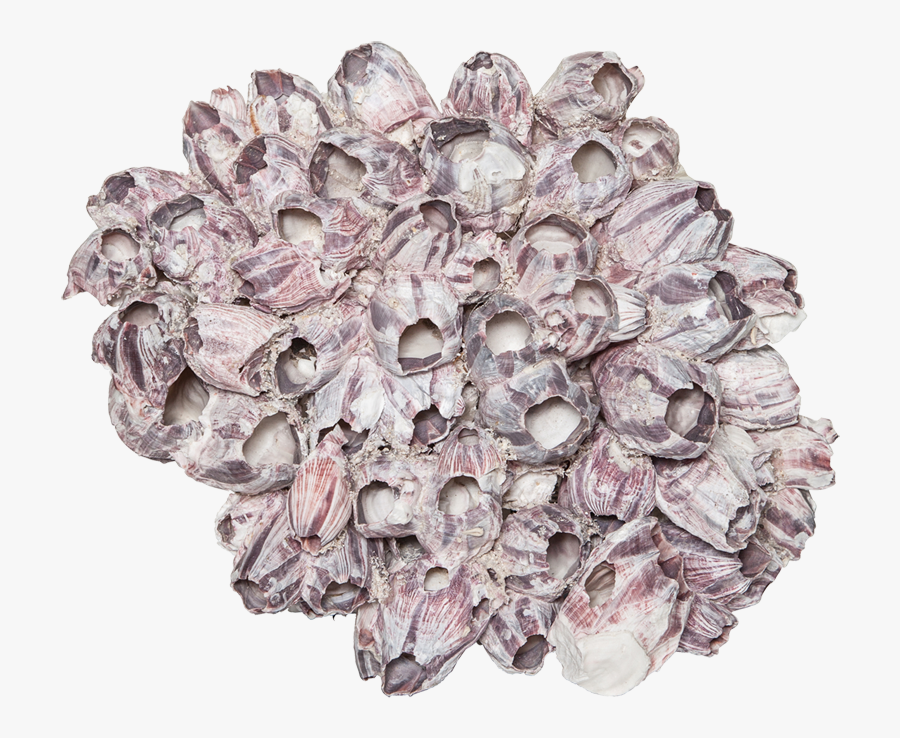 Clip Art Barnacles Images - Transparent Barnacles , Free Transparent ...