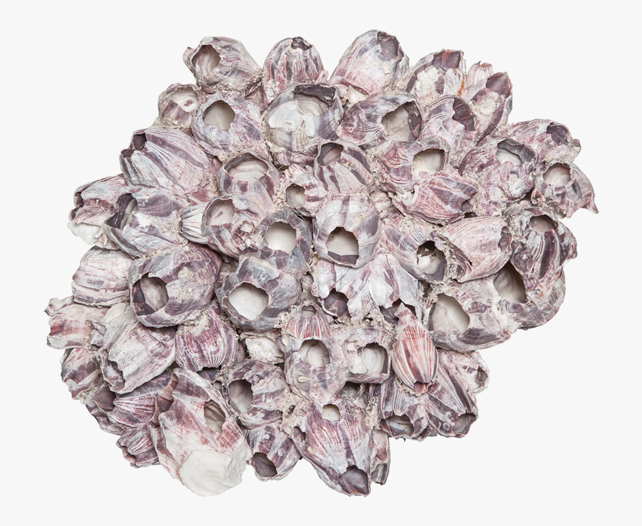 Clip Art Barnacle Cluster Glued - Artificial Flower , Free Transparent ...