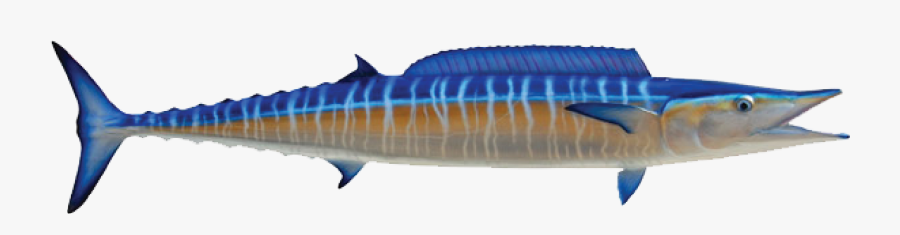 Wahoo Fish Clipart , Png Download - Wahoo Fish Sale , Free Transparent ...