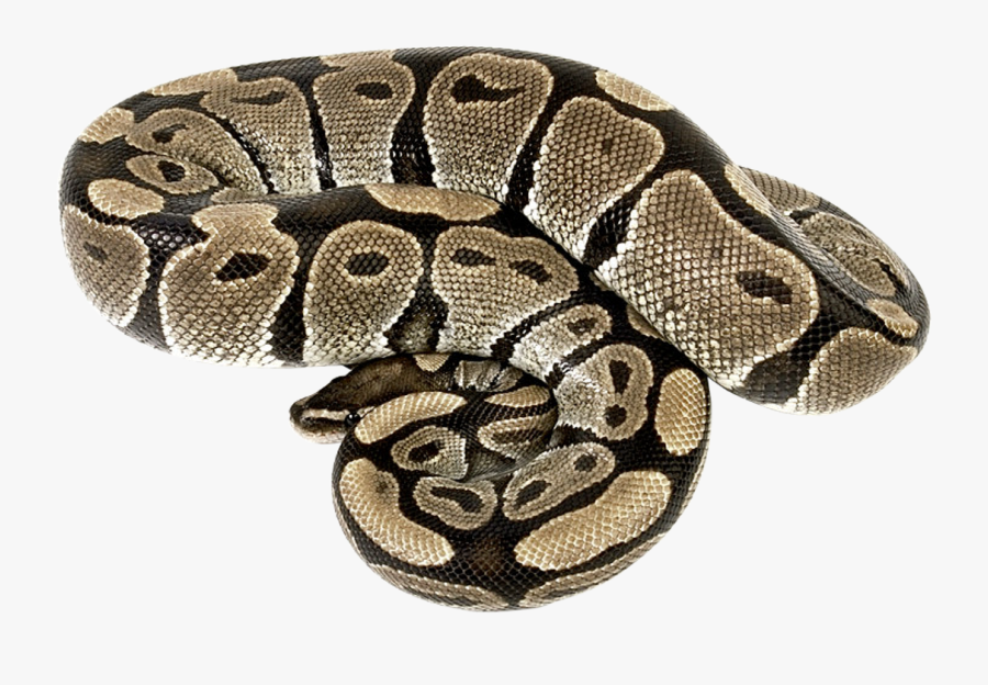 Boa Constrictor Transparent , Free Transparent Clipart - ClipartKey