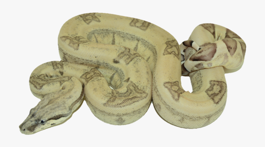 Burmese Python - Rock Python , Free Transparent Clipart - ClipartKey