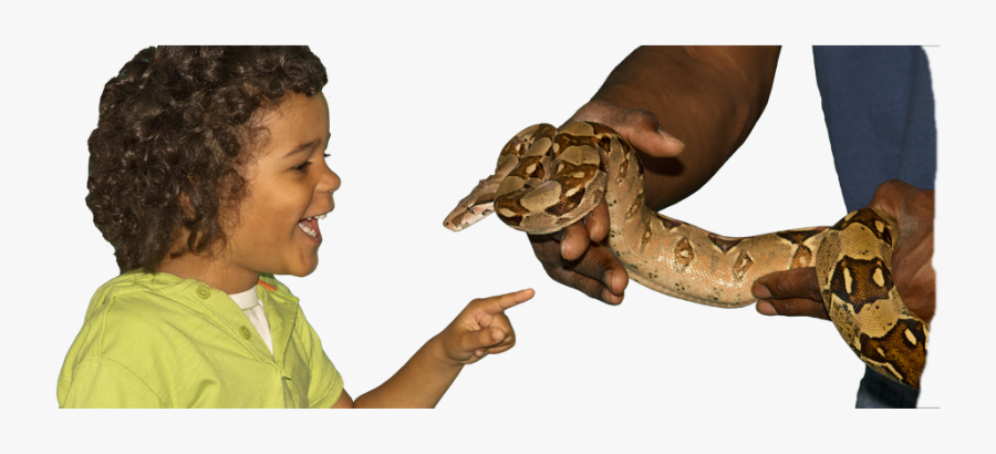 Burmese Python , Free Transparent Clipart - ClipartKey